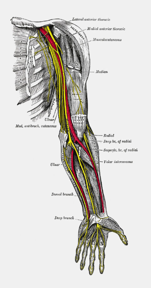 Compression du nerf ulnaire au coude - Centre Main Epaule Mediterranée